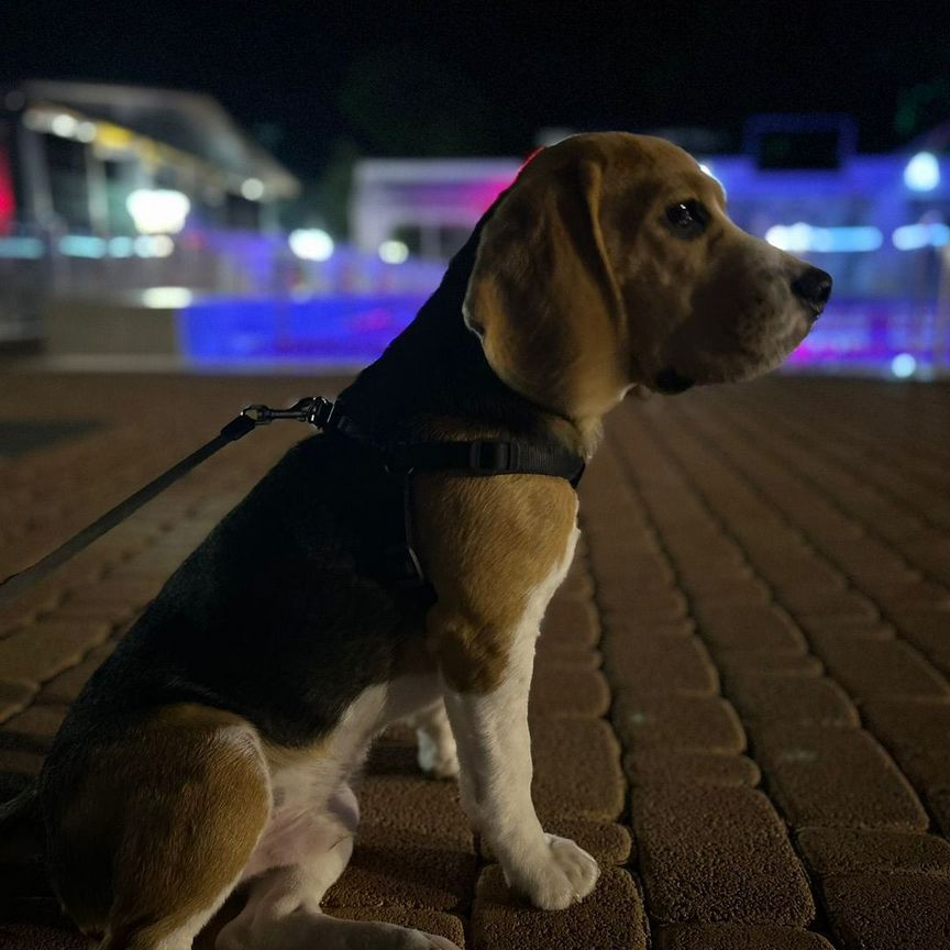 Случка собак