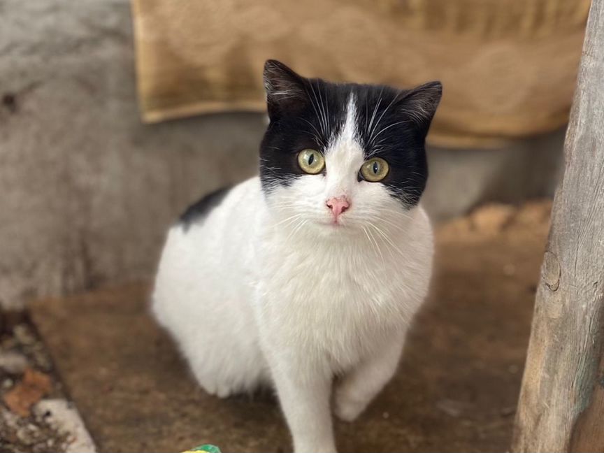Кошки коты погибают в садах