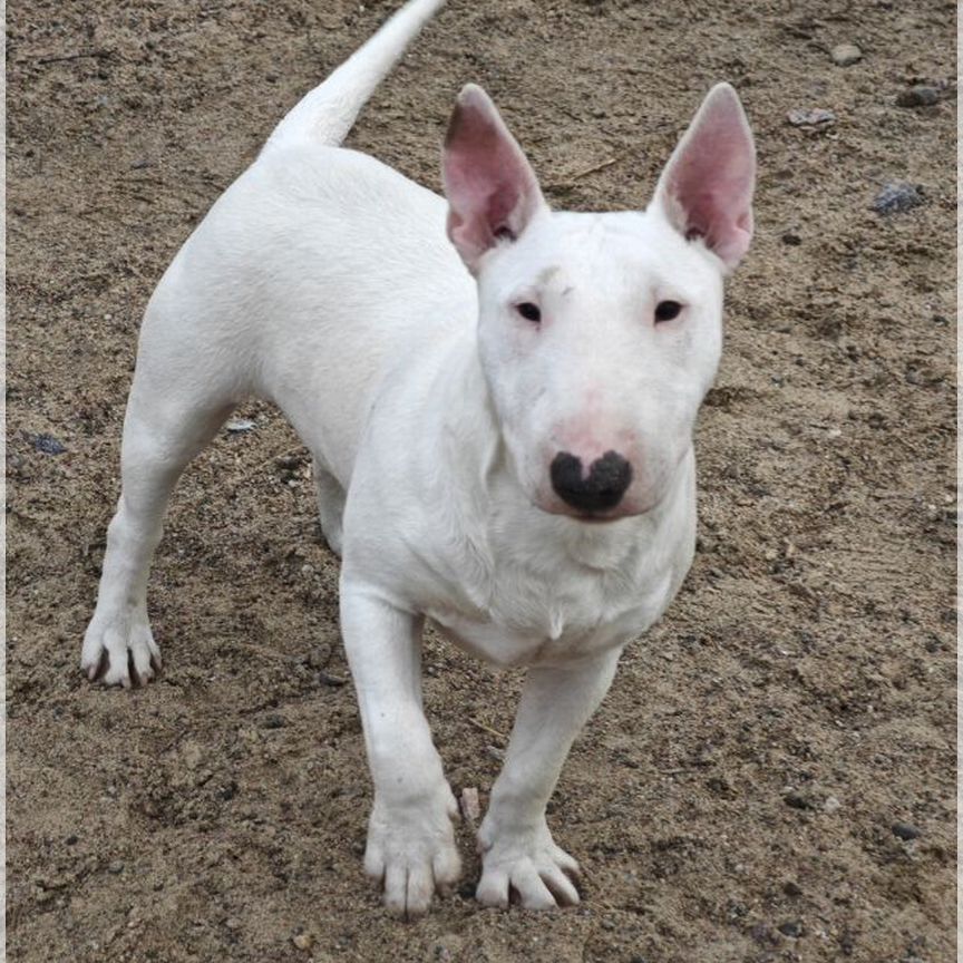 Мини-бультерьер, щенок