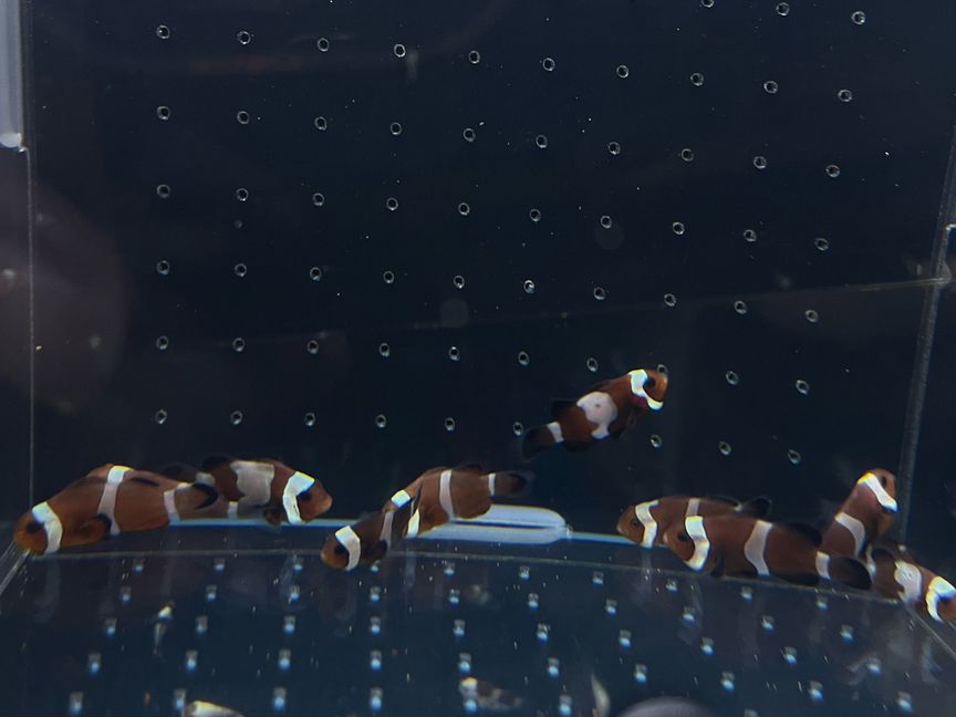 Морская рыбка клоун оцелярис