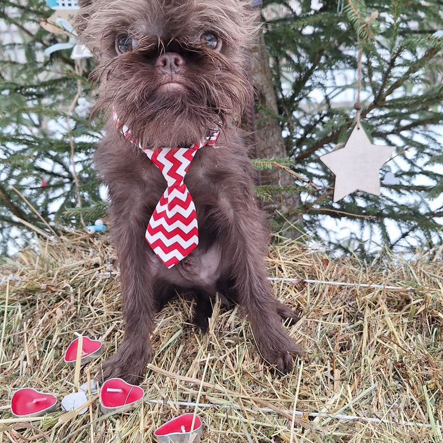 Шоколадный щенок гриффона