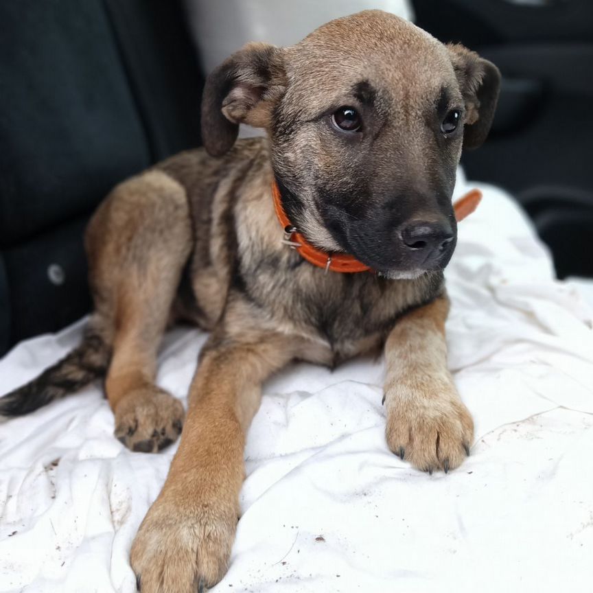 Щенок девочка в добрые руки, привезу