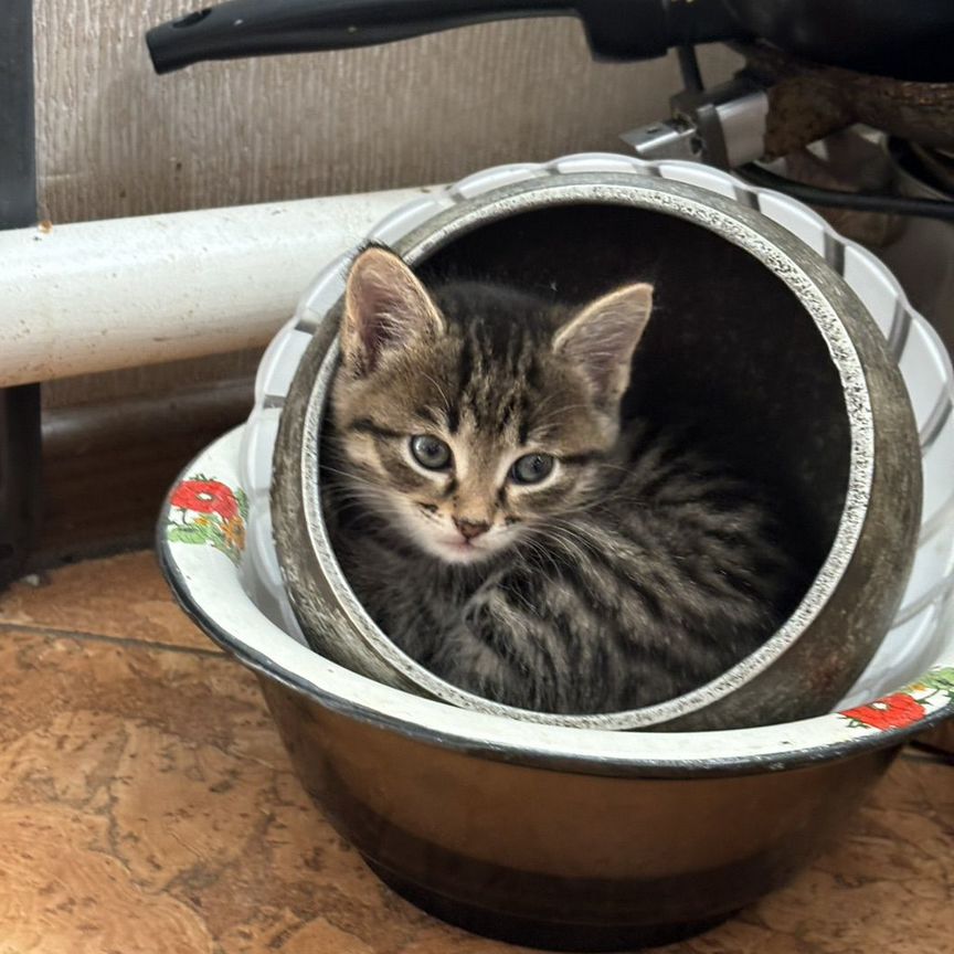 Русский голубой котёнок