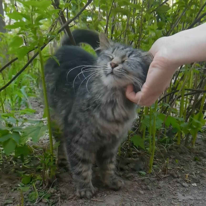 Невероятную ласкушу бросили люди