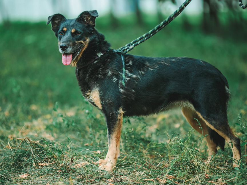 Китнисс в добрые руки