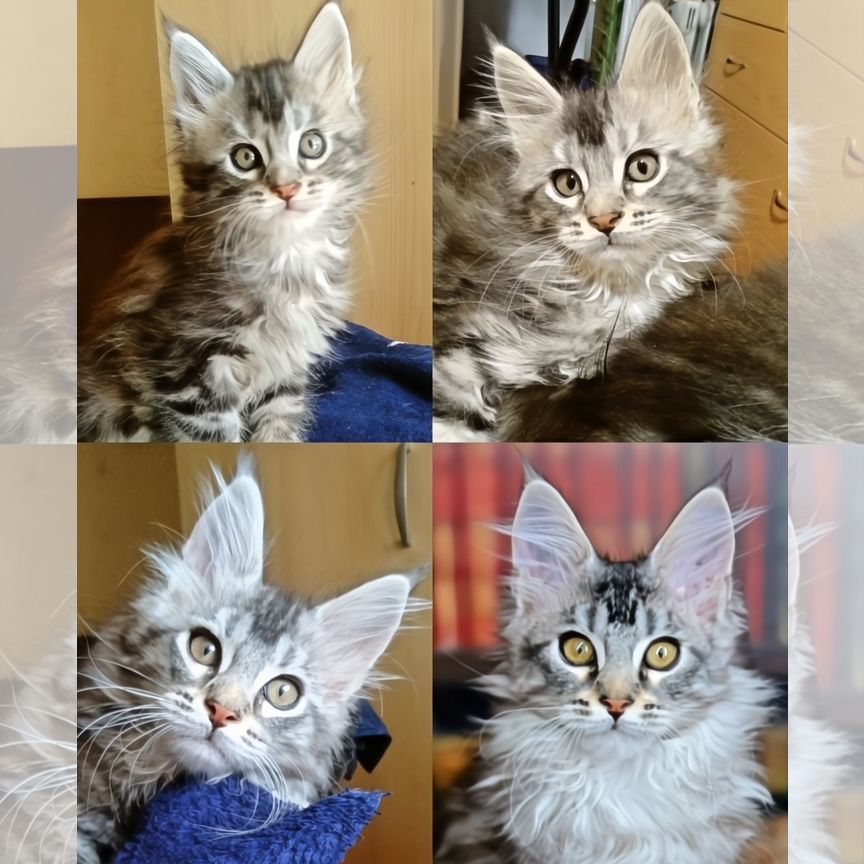 Мейн-кун котёнок