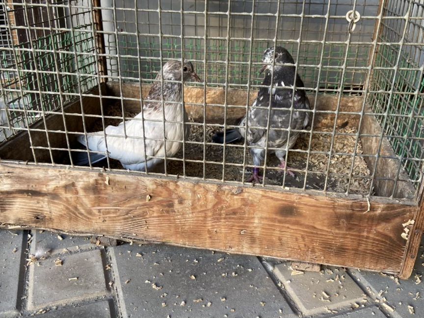 Николаевские голуби