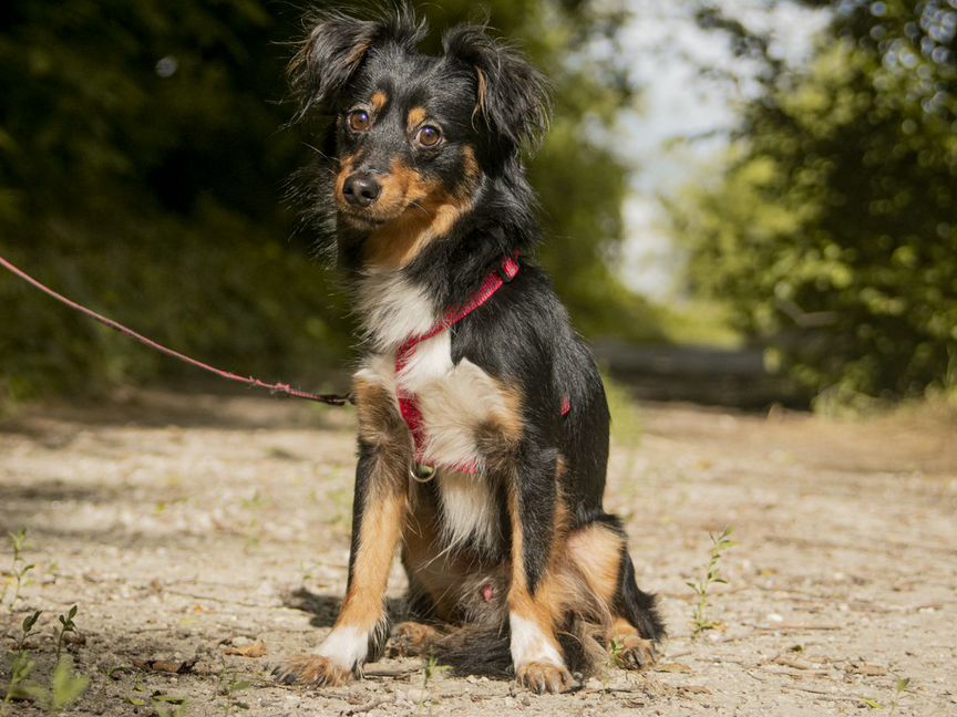 Маленький пёс ищет дом