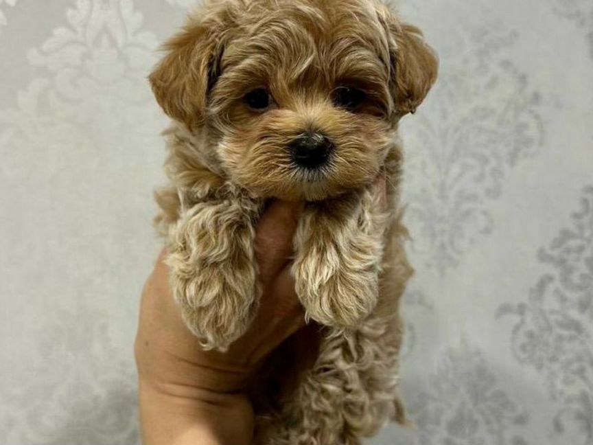 Щенки Мальтипу f1