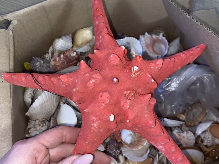 Ракушки камни