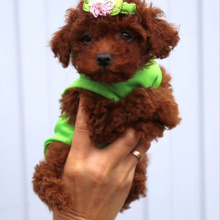 Той-пудель, щенок