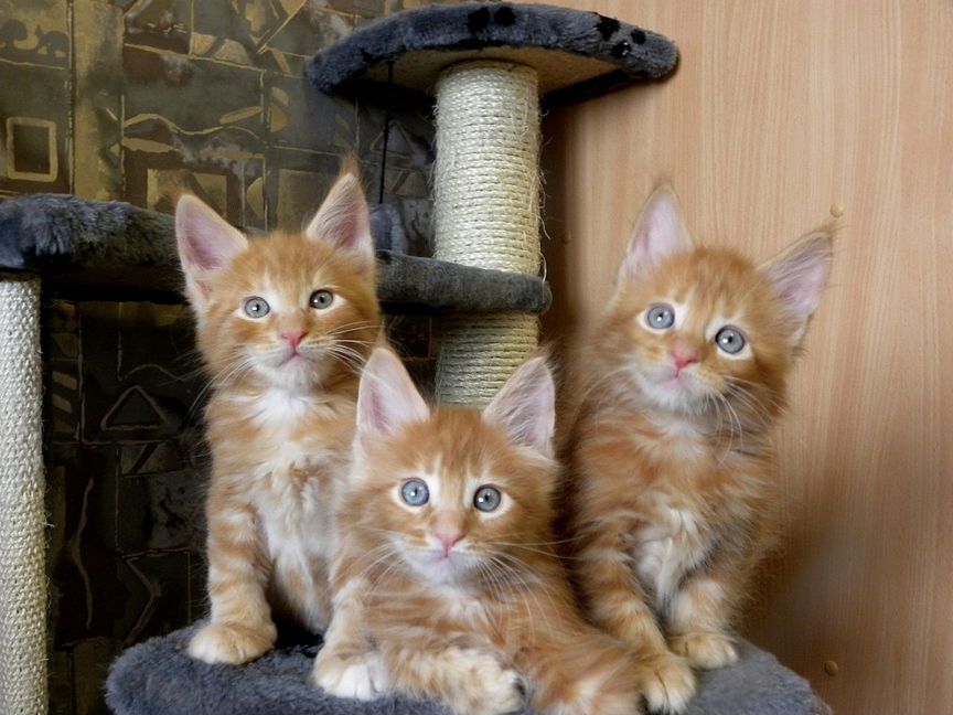 Котята мейн-кун