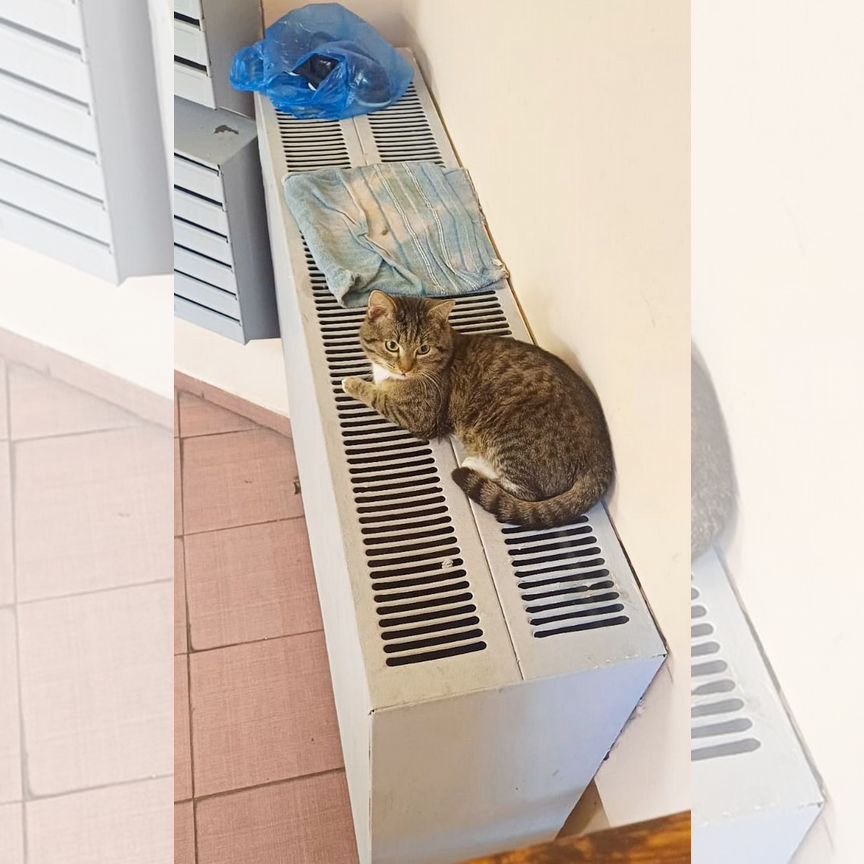 Котик вискасный молодой в добрые руки