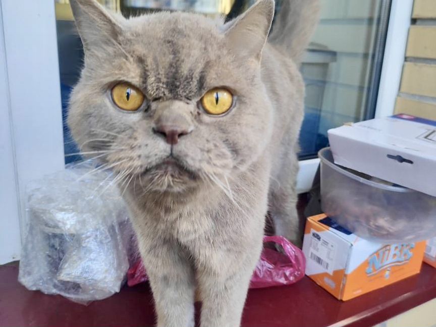 Британский котик в добрые руки