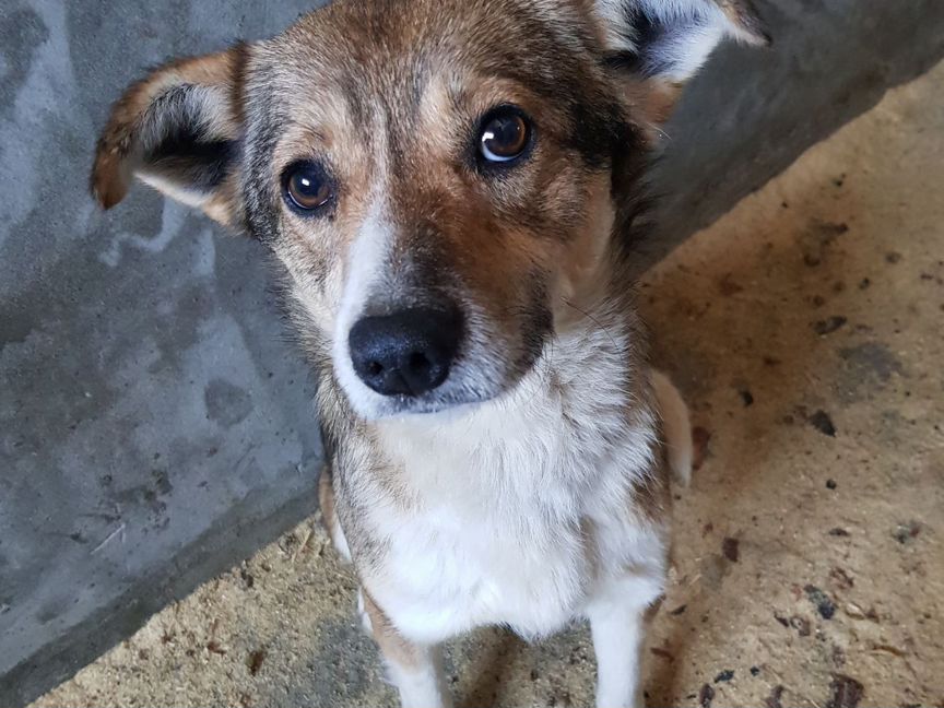 Несколько дней на пристрой