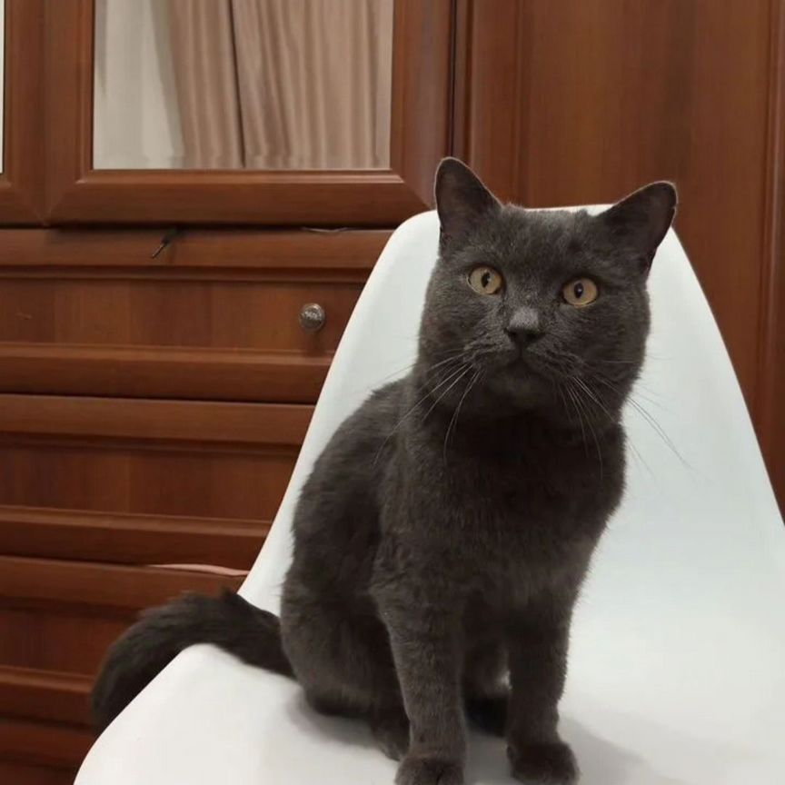 Котик с фронта