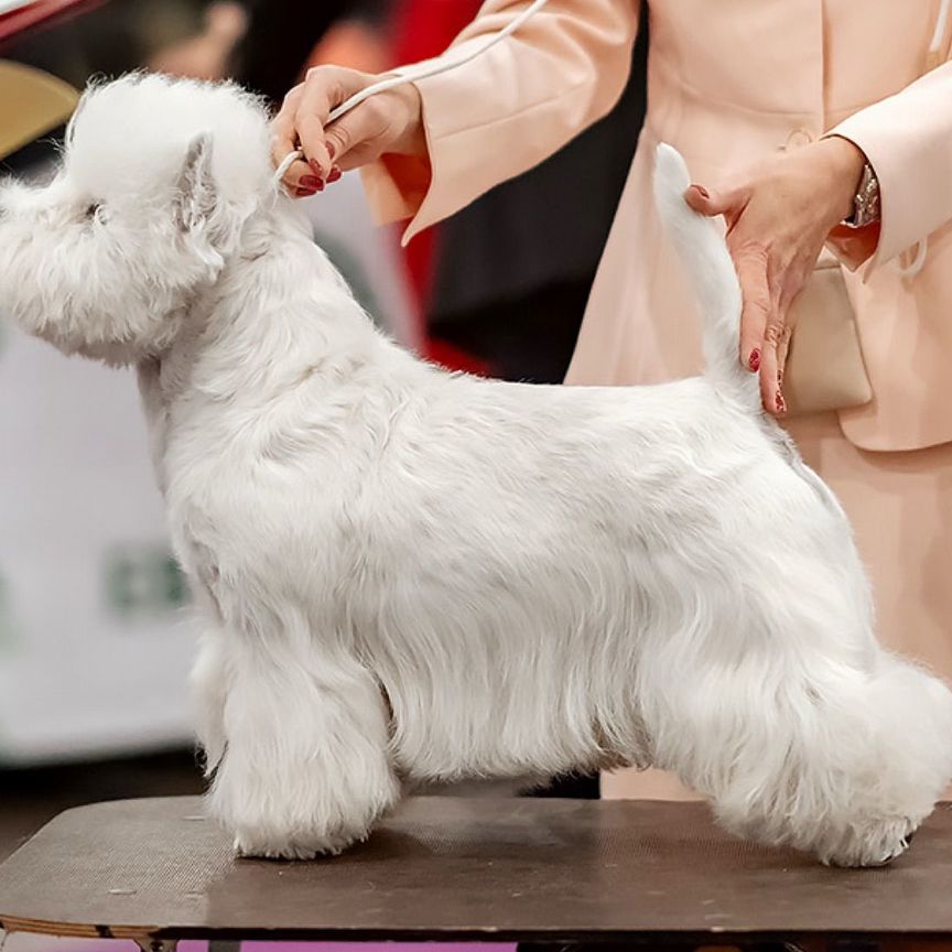 Кобель для вязки Вест-хайленд-уайт-терьер
