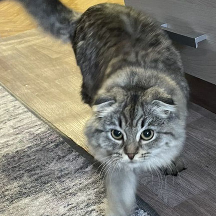 Шотландский вислоухий длинношёрстный котёнок