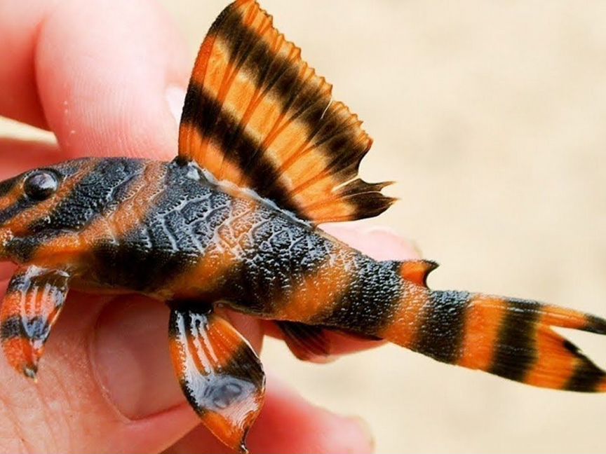 Сом Панак красная зебра L397 6-7см