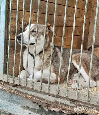 Собака 7 лет взаперти, мечтает о свободе