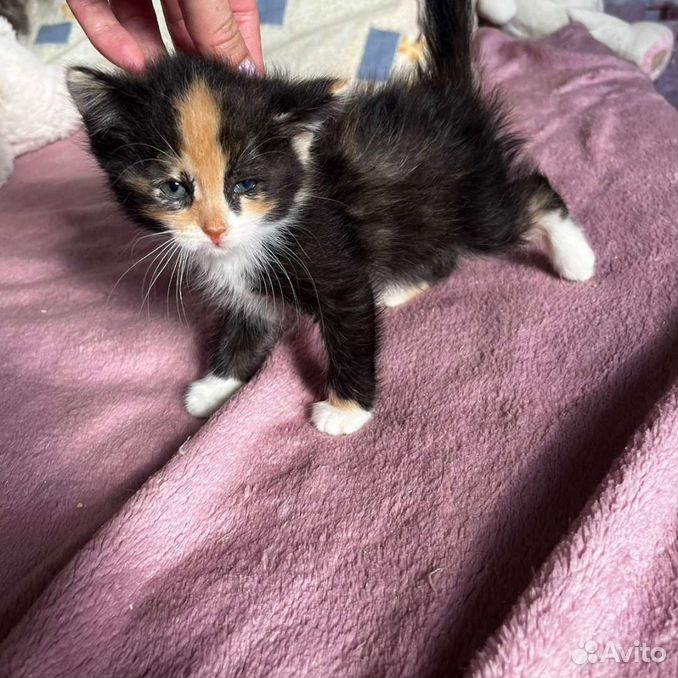Котенок кошечка трёх -цветная пушистая