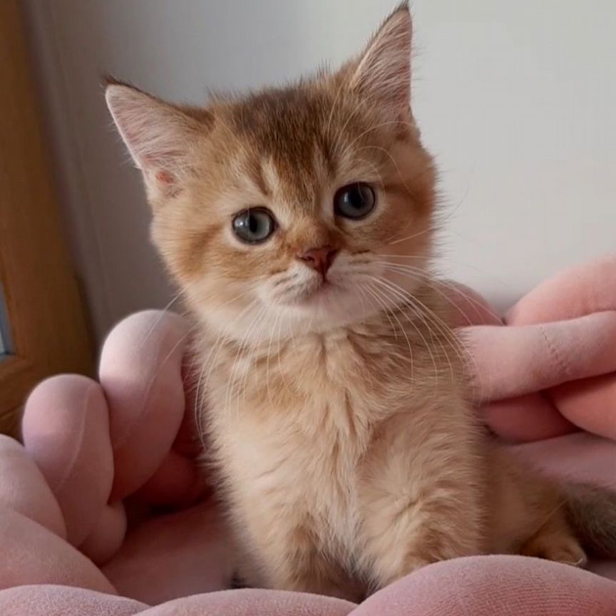 Шотландский прямоухий короткошёрстный котёнок
