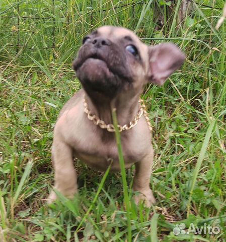 Французский бульдог