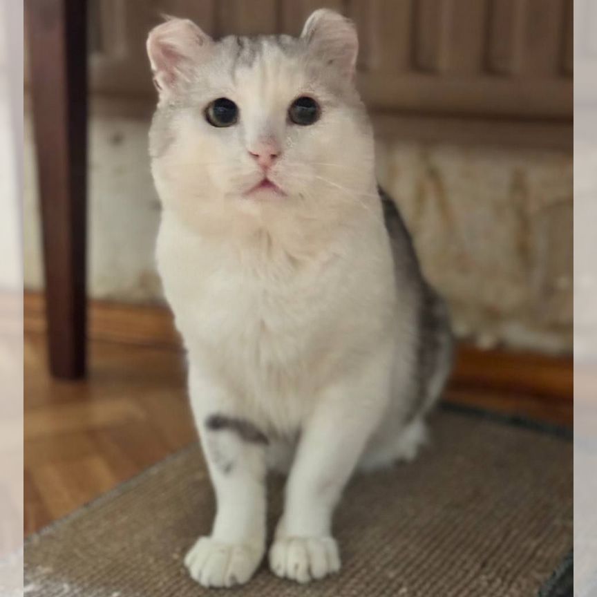 Взрослый кот в добрые руки