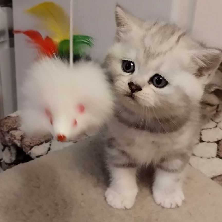 Шотландский вислоухий короткошёрстный котёнок