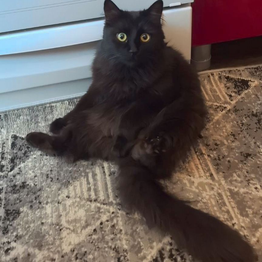 Чёрная бестия в добрые руки