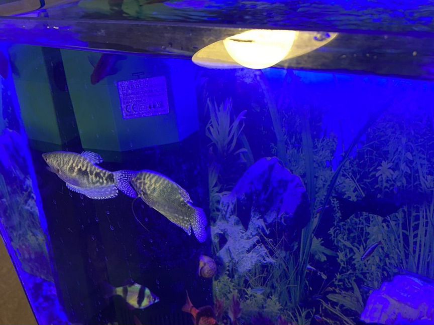 Аквариумные рыбки