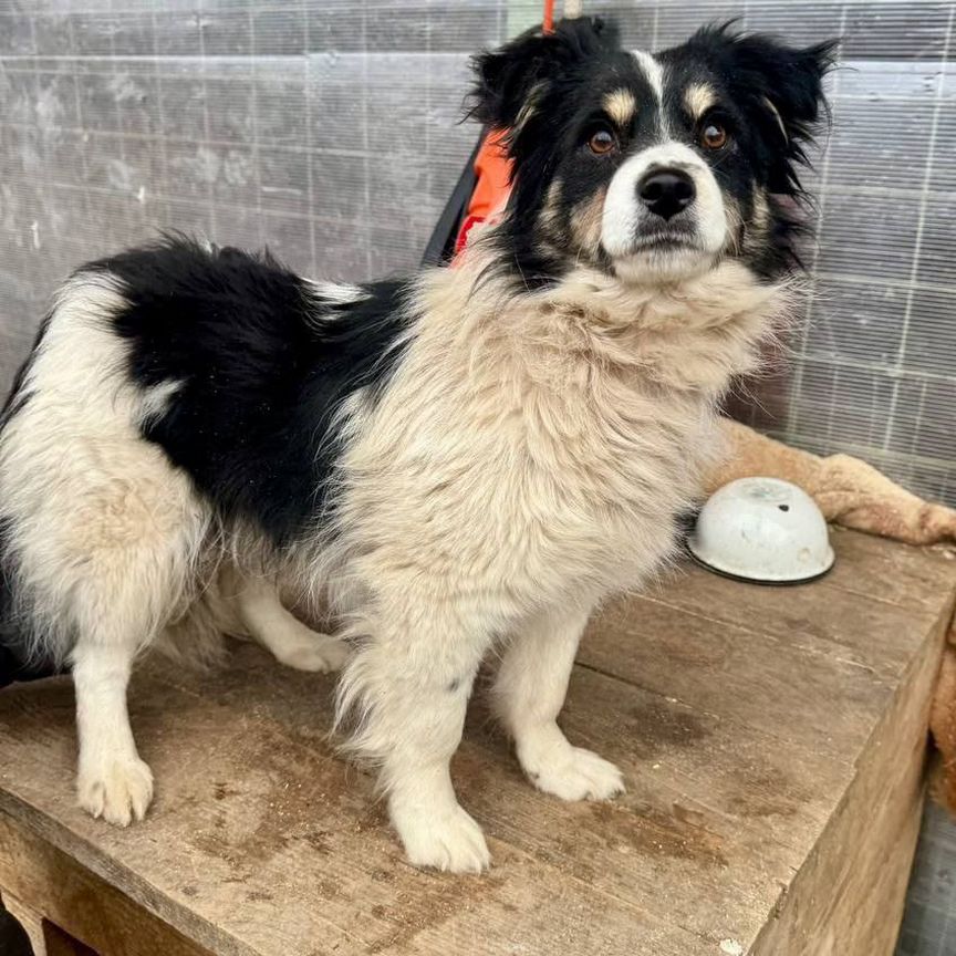 Взрослая собака в добрые руки