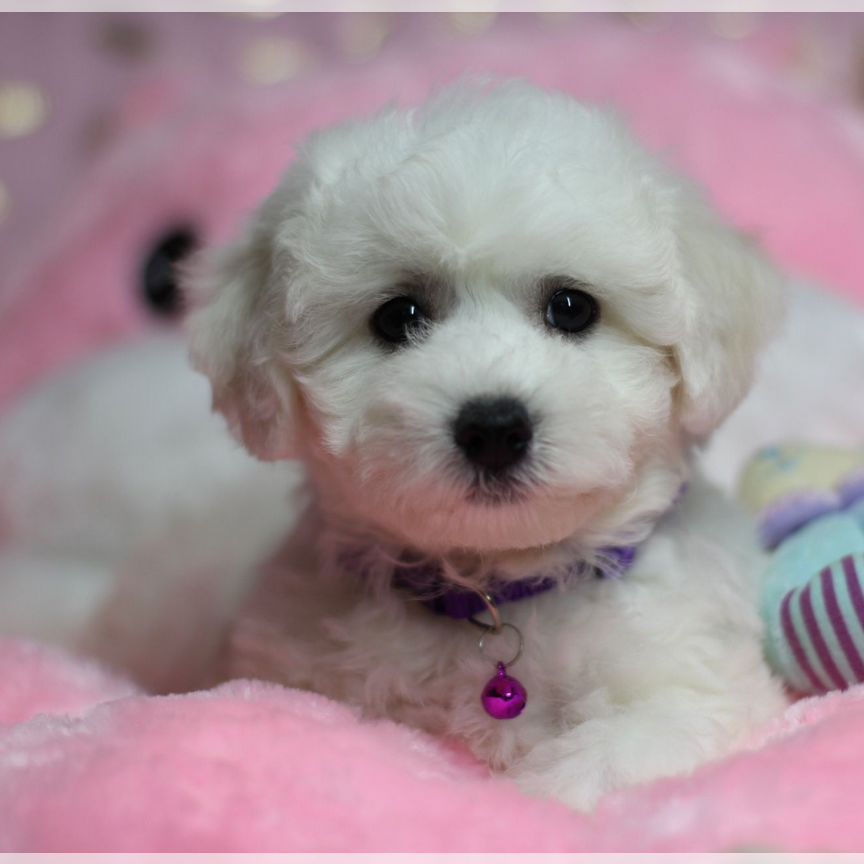 Бишон фризе, щенок