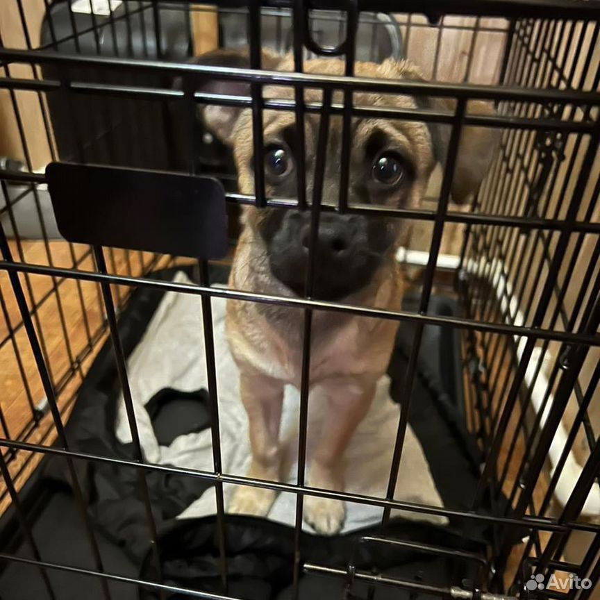 Собаки щенки