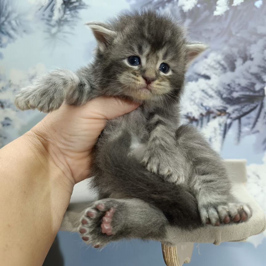 Мейн-кун как медвежонок