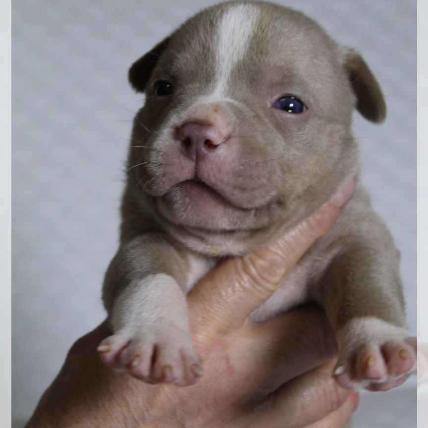 Американский булли, щенок