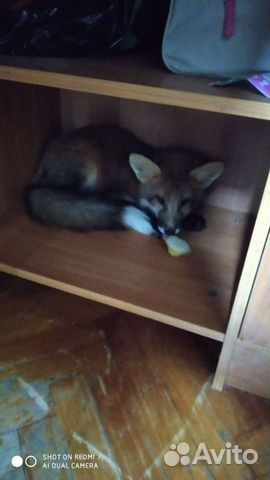 Щенки пушных