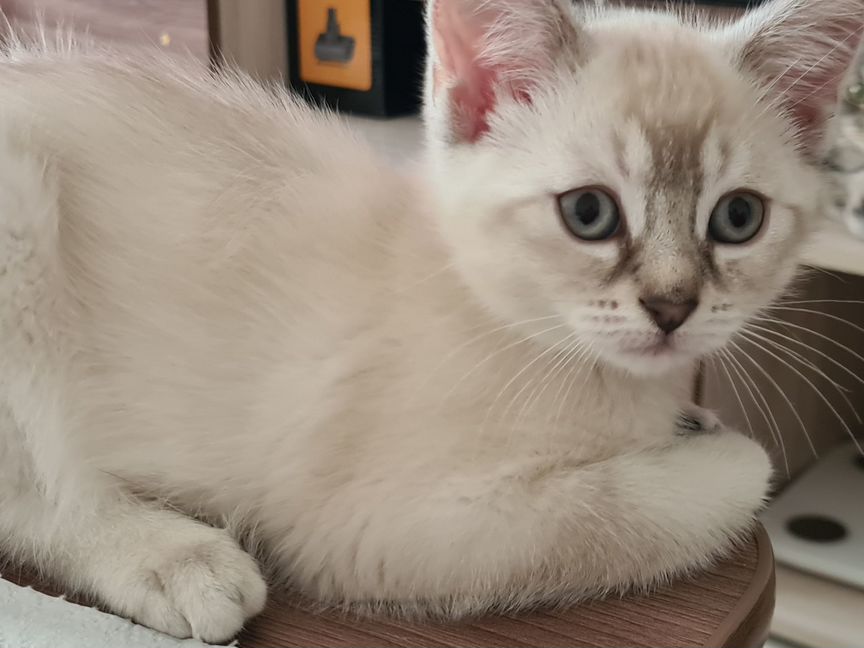 Котята абиссинской кошки
