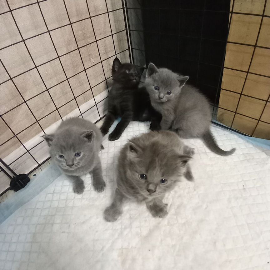 Мейн-кун котёнок