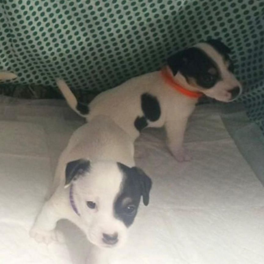 Джек рассел терьер