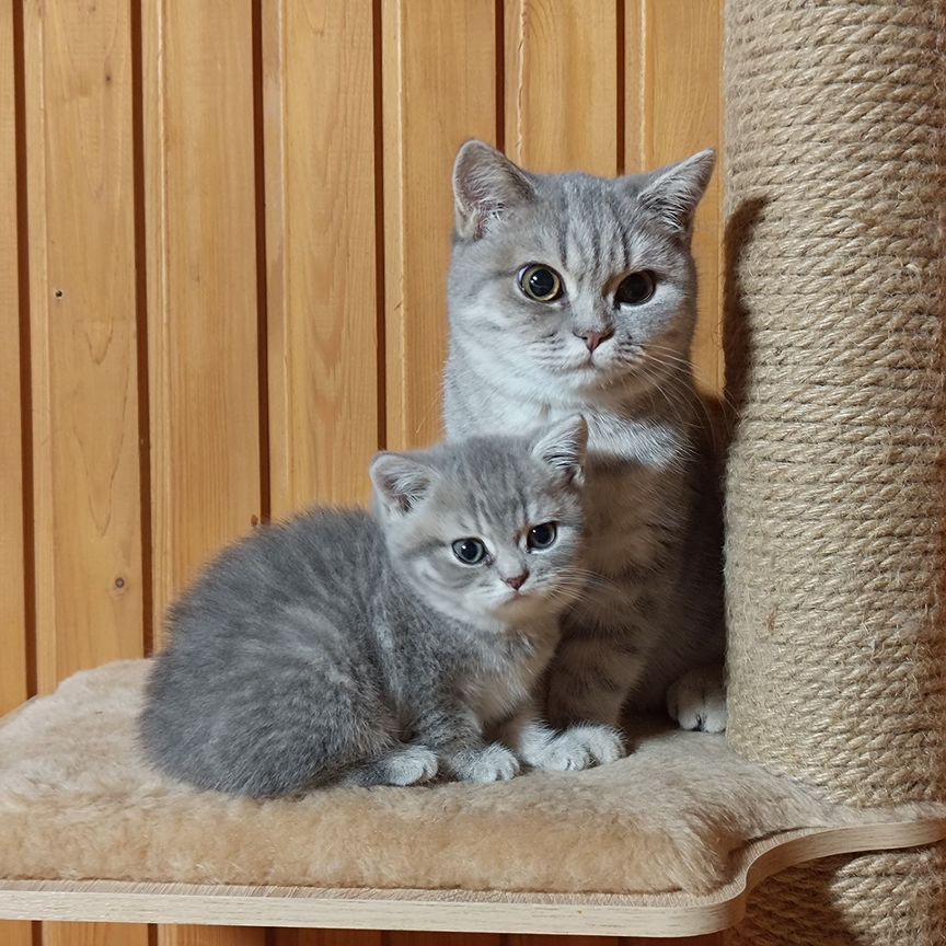 Отдам котят