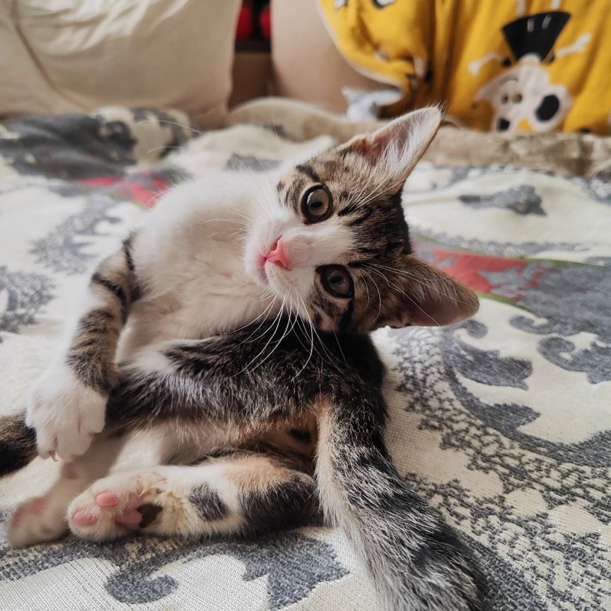 Котенок в добрые руки
