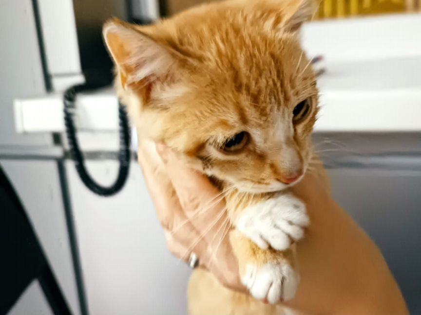 Супер Кот