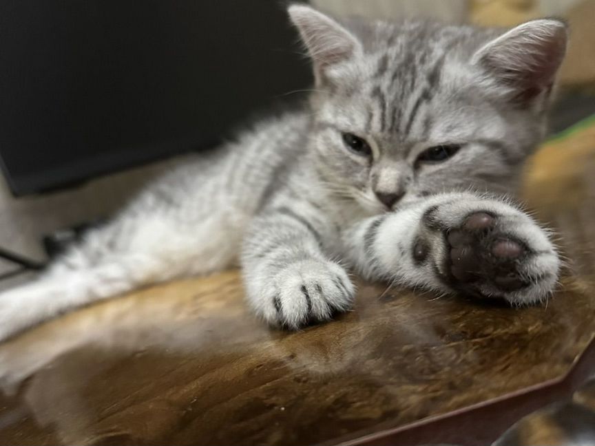 Шотландский котенок