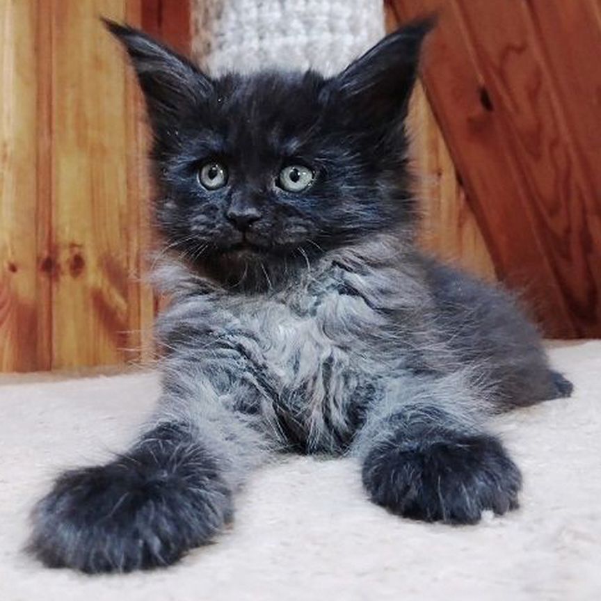 Мейн-кун котёнок