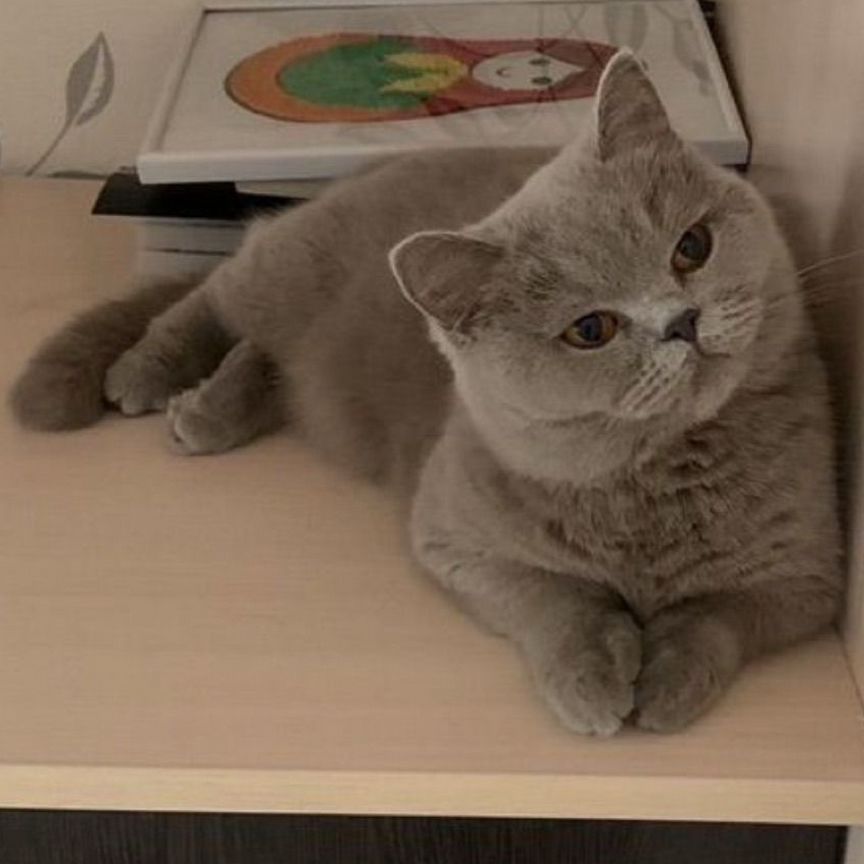 Шотладская кошка в добрые руки