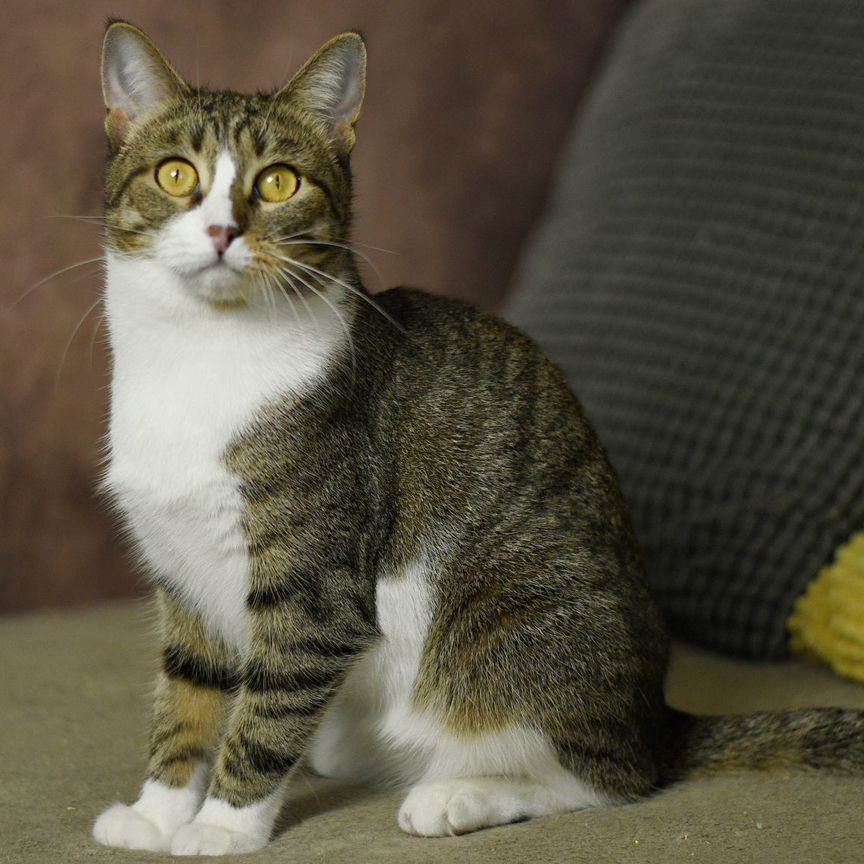 Взрослая кошка в добрые руки