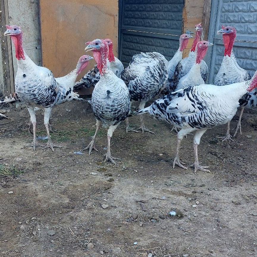 Индюки домашние