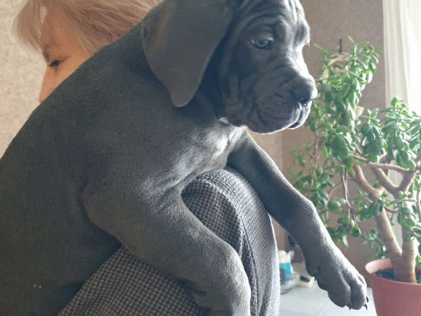 Малыши кане корсо