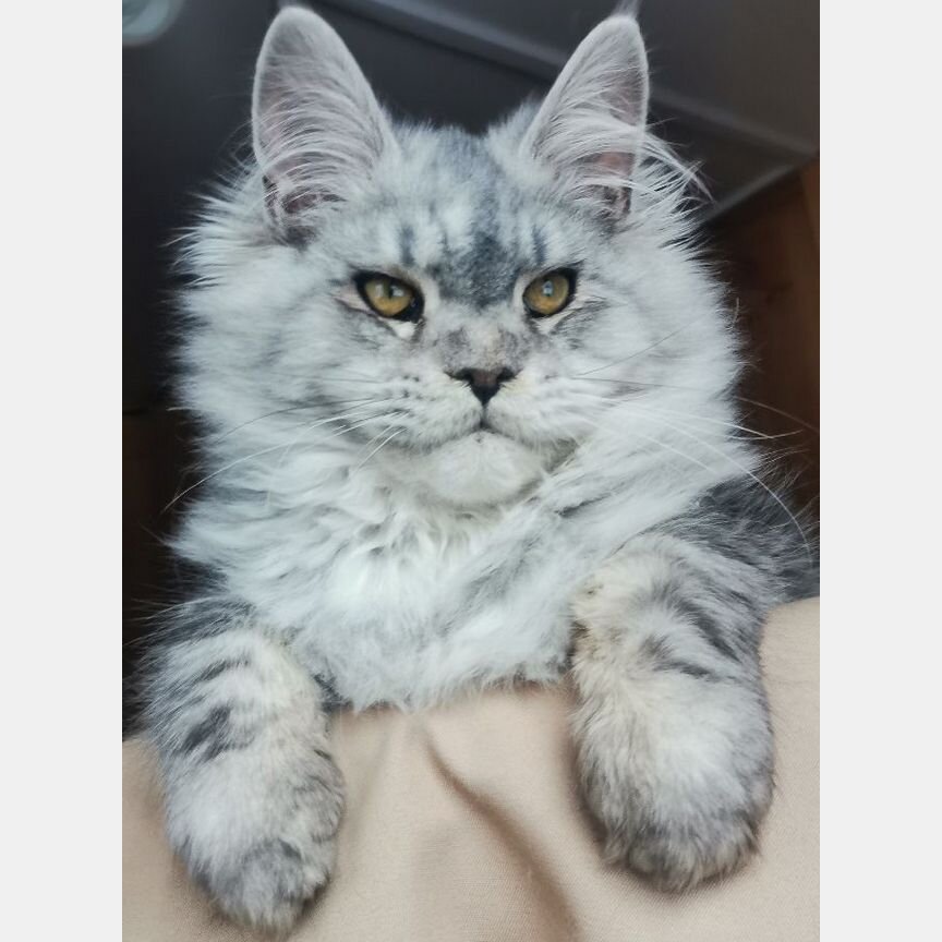 Котята мейн-кун